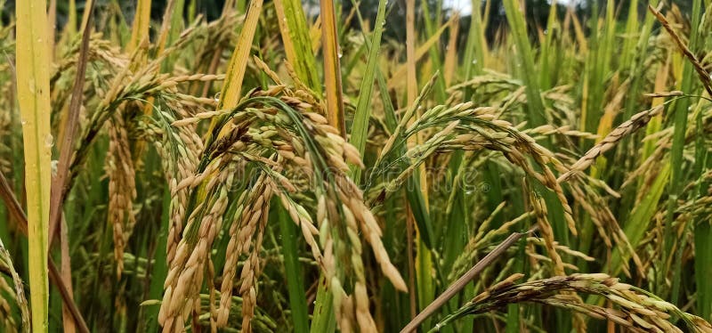 Bad rice plant stock image. Image of plant, rice, pets - 221449135