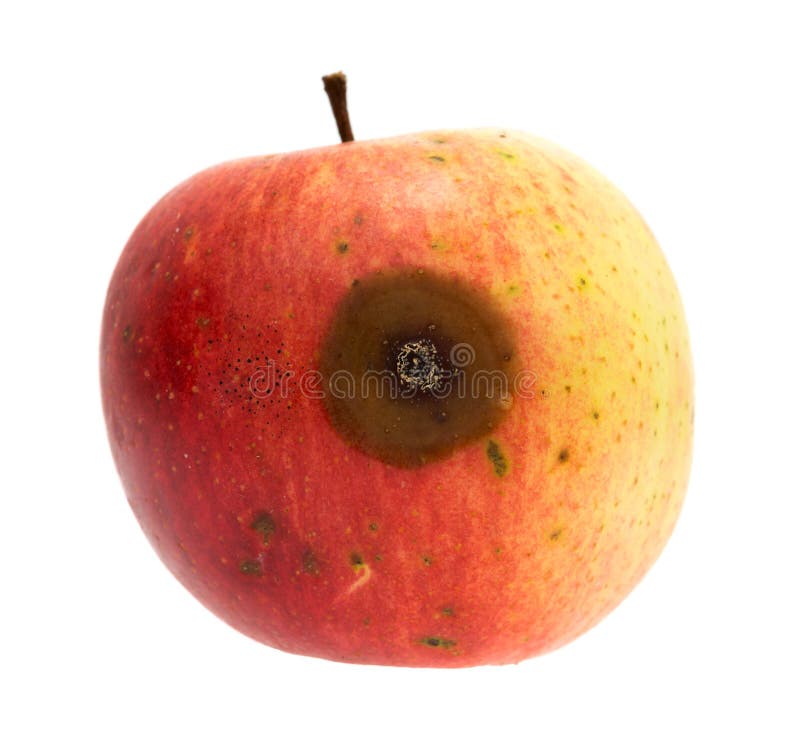 Bad Spot on an Organic Wild Apple Stock Image - Image of stem, spoiled ...