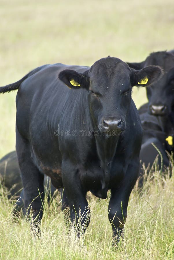 Bad tempered bull stock image. Image of livestock, farming - 6431469