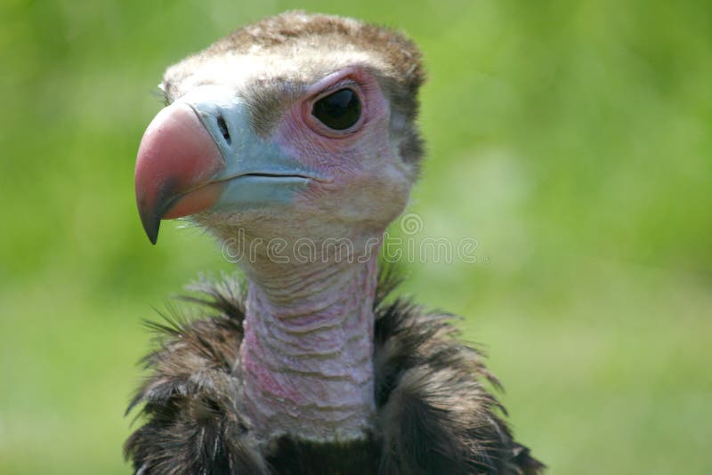 1,838 Ugly Vulture Stock Photos - Free & Royalty-Free Stock Photos from ...