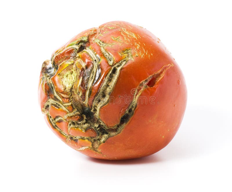 Bad Tomato With Scars Isolated Stock Photo - Image: 10973614