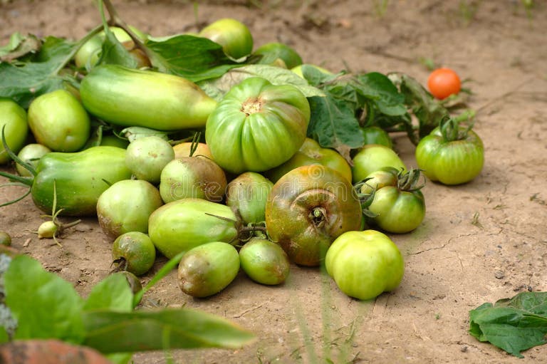 Bad tomatoes stock photo. Image of late, fungus, disease - 43913732