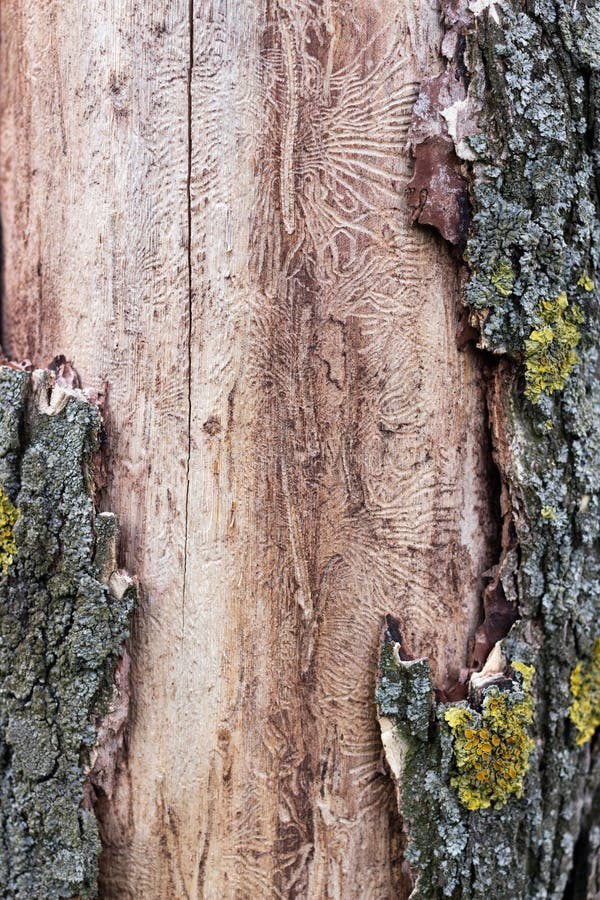 Surface of the Sick Tree Closeup Stock Photo - Image of surface ...