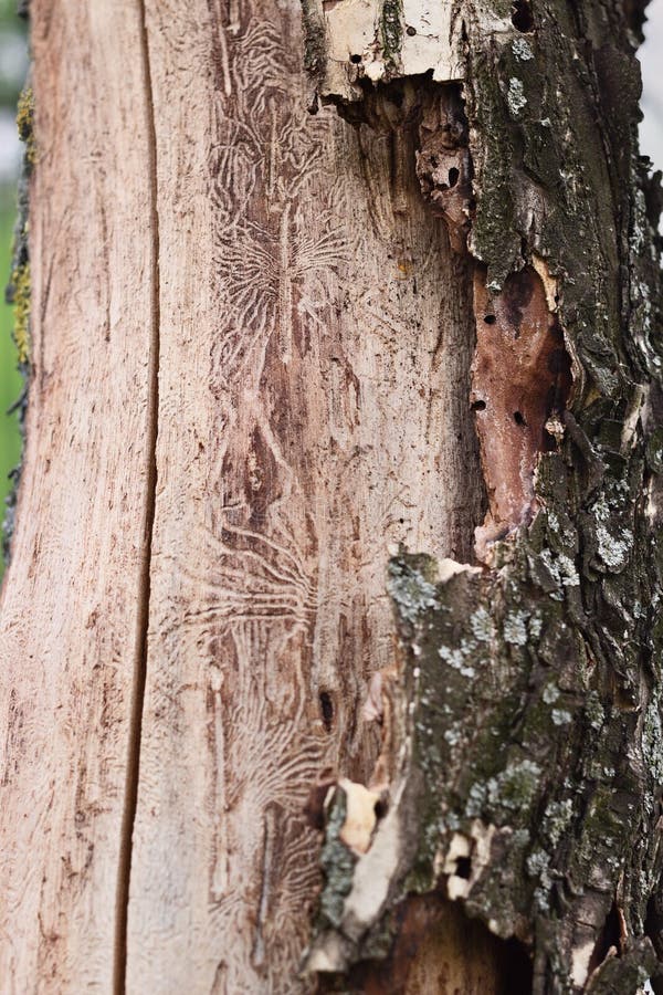 Bad Tree with Holes in Bark Stock Image - Image of background, bark ...