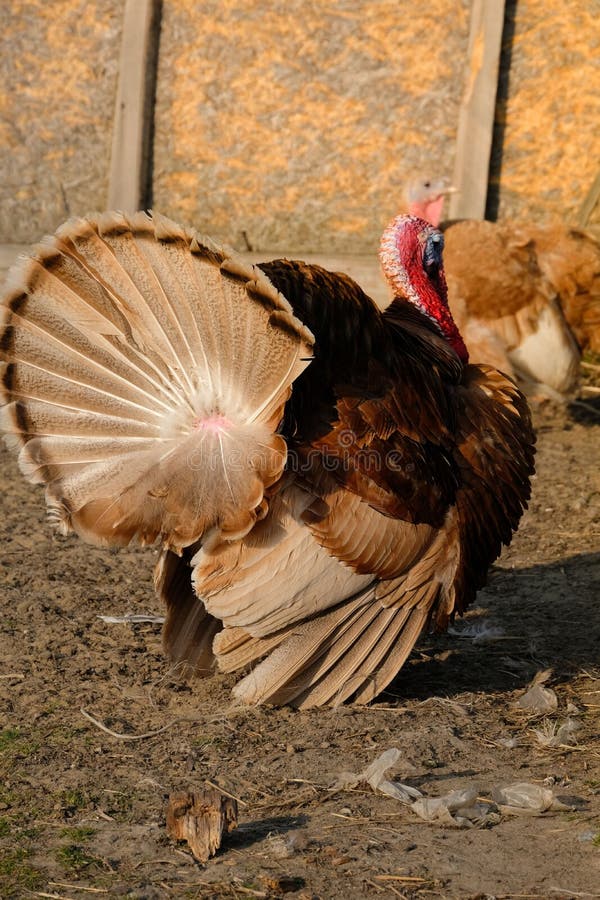 Bad Turkey Ruffling Feathers in the Yard. Stock Image - Image of plank ...