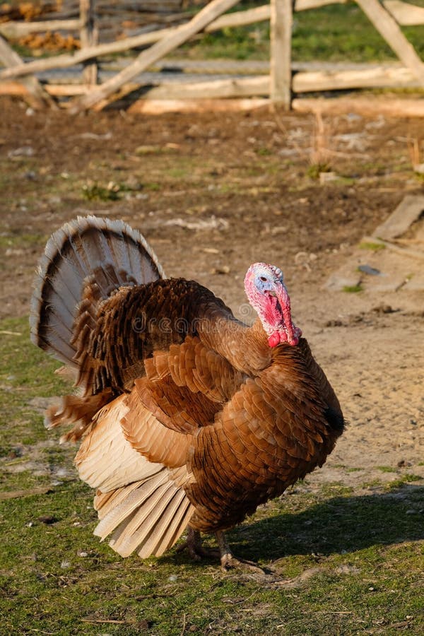 Bad Turkey Ruffling Feathers in the Yard. Stock Image - Image of ...