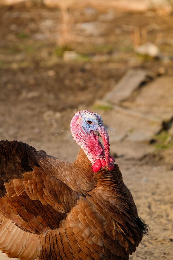 Bad Turkey Ruffling Feathers in the Yard. Stock Photo - Image of ...