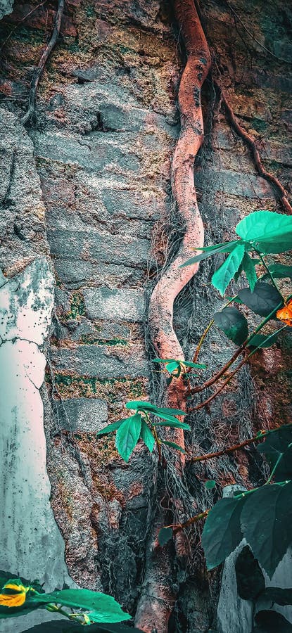 Bad Wall Conditions Where the Roots of Wild Trees Grow Stock Image ...