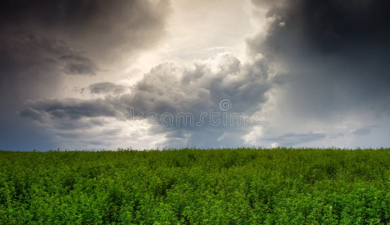 Bad Weather is Coming on the Green Field Stock Photo - Image of field ...