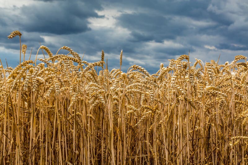 Bad weather over the field stock image. Image of dramatic - 59868913