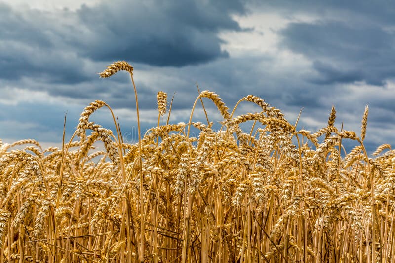 Bad weather over the field stock photo. Image of color - 59869124