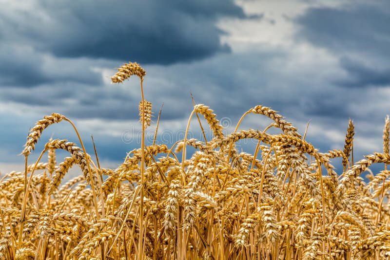 Bad weather over the field stock photo. Image of moody - 59869382