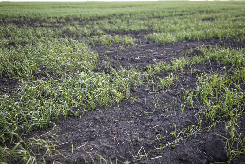 Photo of a Wheat Field Spraying a Tractor with Agrochemical or ...