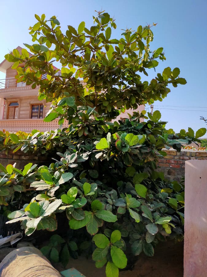 Badam Tree Leaves,ndian Almond in Tree, Prunus Dulcis, it is Called ...