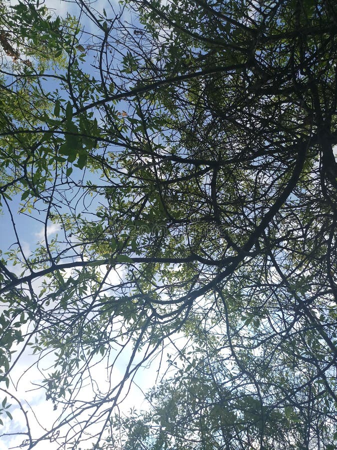 It is Hot Day Tree is Giving Shadow Stock Image - Image of shadow ...