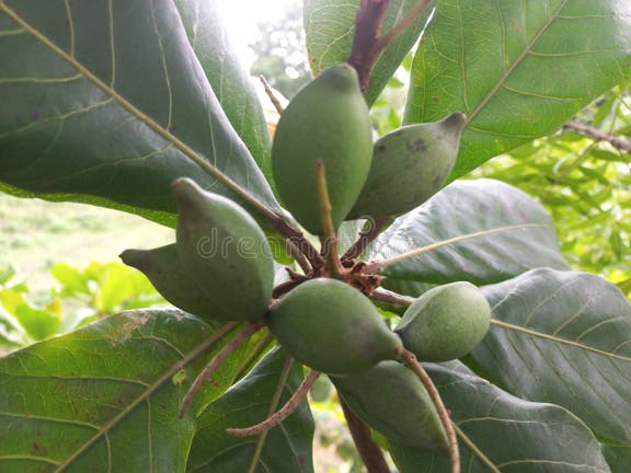 Badam Tree, Indian Almond Tree Stock Photo - Image of fruit, blossom ...