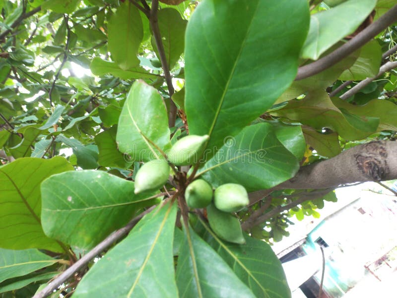 970 Indian Almond Tree Image Stock Photos - Free & Royalty-Free Stock ...