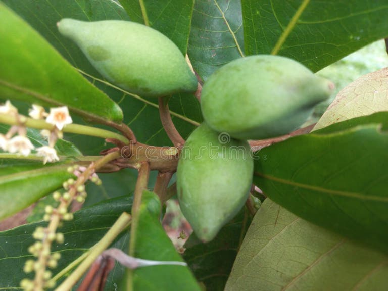 Badam Tree, Indian Almond Tree Stock Photo - Image of vegetable, shrub ...