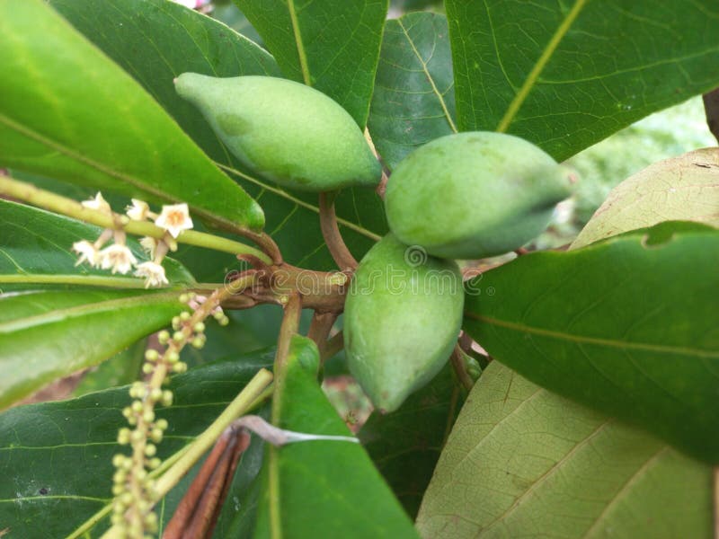 Badam Tree, Indian Almond Tree Stock Photo - Image of evergreen, badam ...