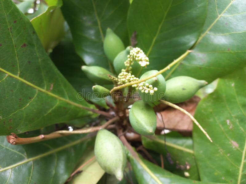 Badam Tree, Indian Almond Tree Stock Photo - Image of garden, food ...