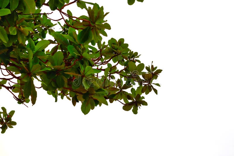 Badam Tree Leaves,badam Tree Green Leaves Stock Image - Image of winter ...