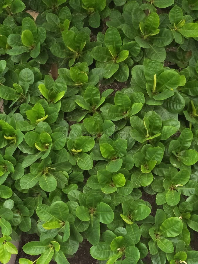 Badam Tree Leaves,ndian Almond In Tree, Prunus Dulcis, It Is Called ...