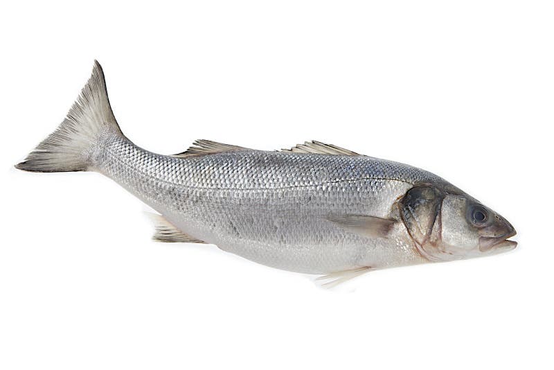 Badejo inteiro fresco foto de stock. Imagem de preparado - 40017092