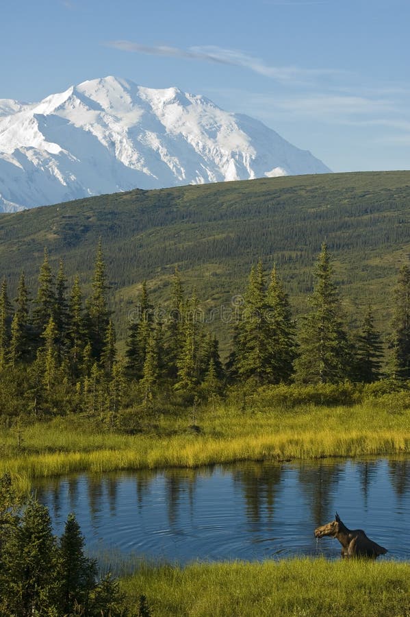 Zwei badende Elche stockbild. Bild von zwei, kanada - 143862983