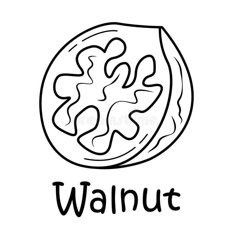 Walnut Coloring Stock Illustrations – 167 Walnut Coloring Stock ...