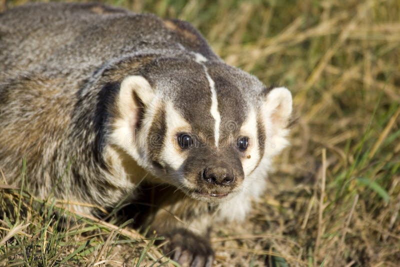 Badger stock image. Image of sneer, bite, attack, stripes - 1438635