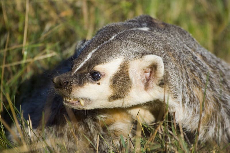 Badger stock image. Image of rodent, wildlife, teeth, wild - 1438633