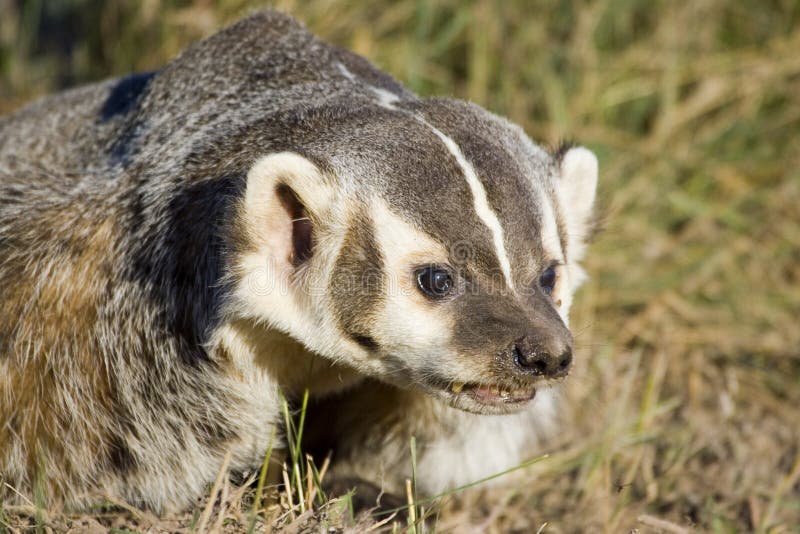 Badger stock image. Image of sneer, bite, attack, stripes - 1438635