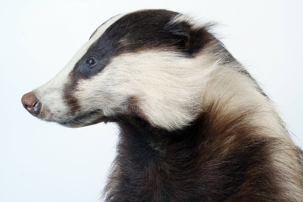 Badger stock photo. Image of hunt, pluck, padded, trophy - 18209586
