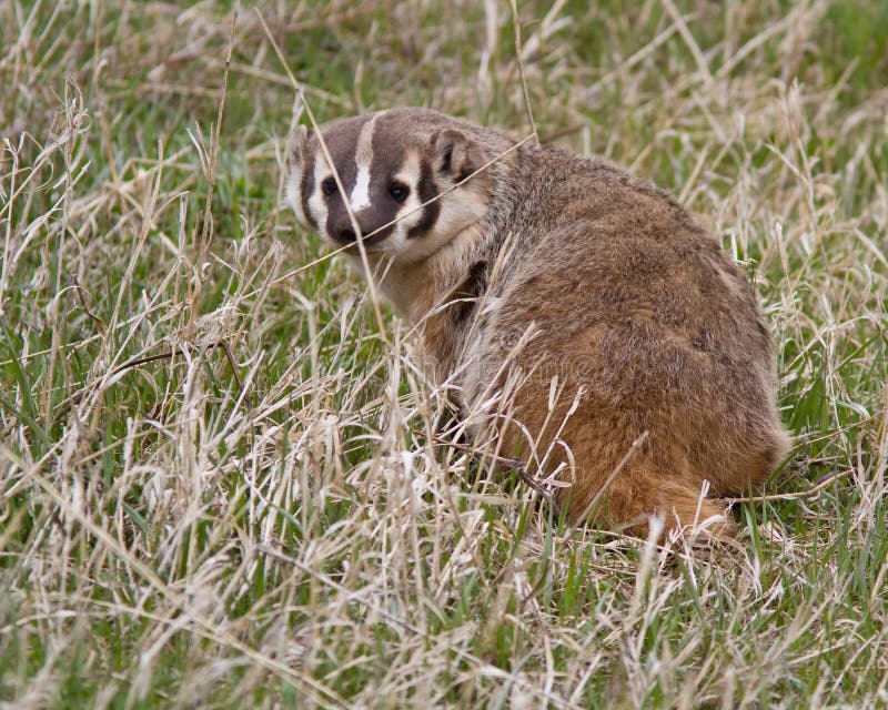 Weasel stock photo. Image of mammal, canada, ecosystem - 19657738