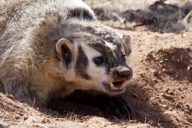 Badger stock image. Image of badger, defending, dirt, ground - 4074375