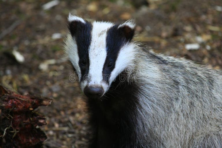 Angry Badger Stock Photos - Free & Royalty-Free Stock Photos from ...