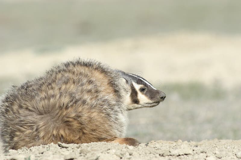 Badger stock image. Image of dakota, north, outdoors, close - 6105789