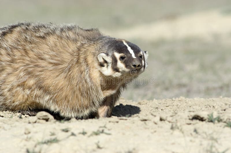 North American Badger stock image. Image of claw, bite - 9654465