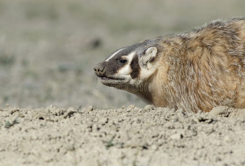 Badger stock image. Image of rodent, wildlife, teeth, wild - 1438633