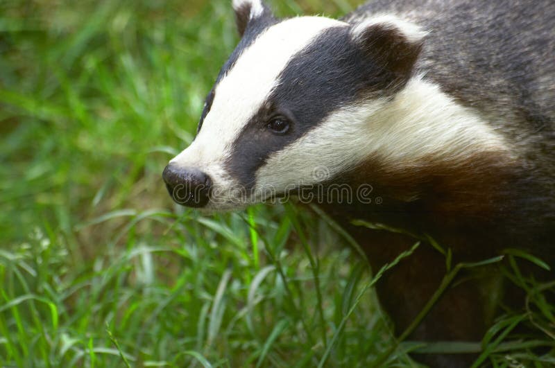874 Badger Black Background Stock Photos - Free & Royalty-Free Stock ...