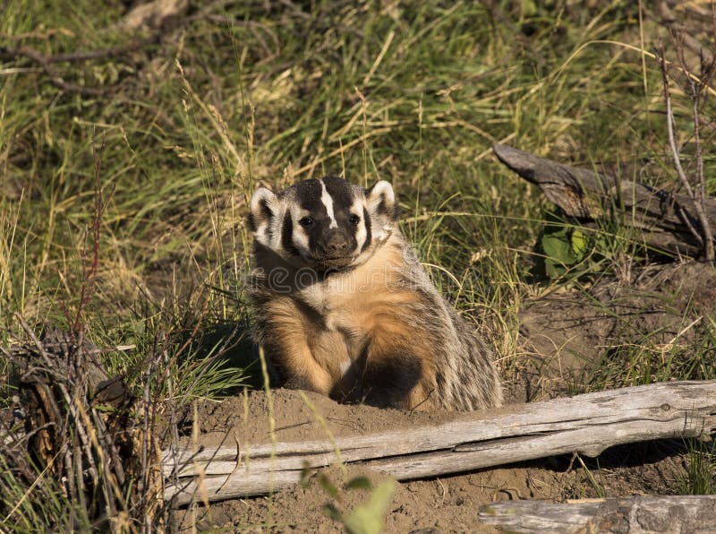 American Badger at burrow stock photo. Image of skunk - 13158542