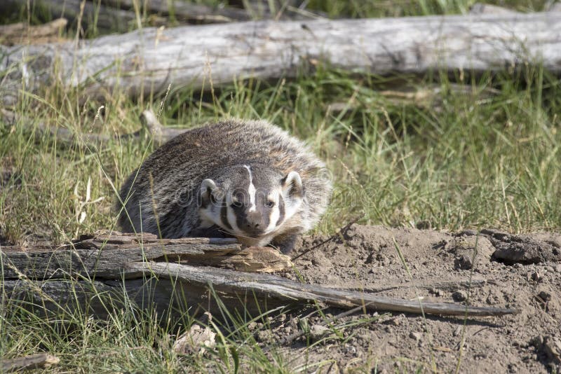 American Badger at burrow stock photo. Image of skunk - 13158542
