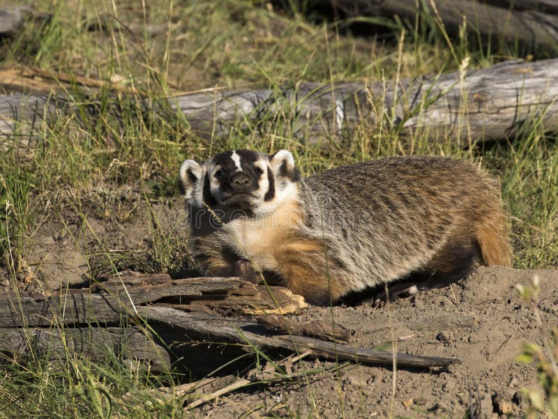 American Badger at burrow stock photo. Image of skunk - 13158542