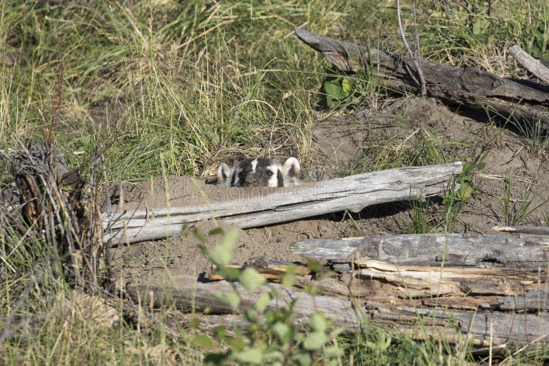 American Badger at burrow stock image. Image of beasts - 13158621