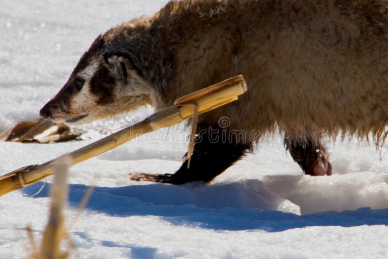 Badger stock photo. Image of badger, animal, taxux, carol - 164286182