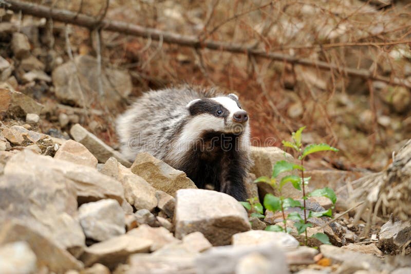 Badger stock image. Image of mammal, baby, european, nature - 34338883