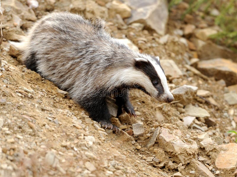 Badger stock photo. Image of badgers, claws, carnivore - 34338892