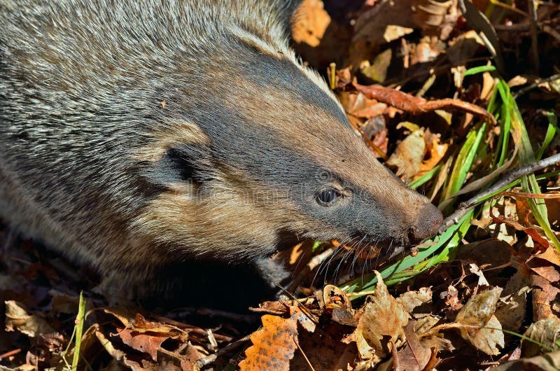 Badger 5 stock photo. Image of closeup, wild, badger - 34823250