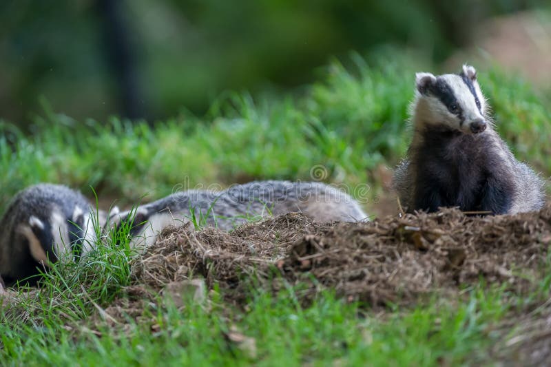 Badger cubs at set stock photo. Image of wild, galloway - 95993926