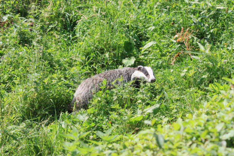 Badger stock photo. Image of jungle, grey, shrubland - 42692564